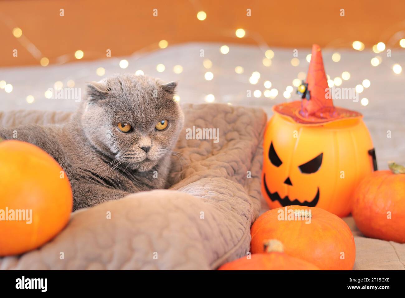 British cat in the festive atmosphere of Halloween. Cat, pumpkins, a ...