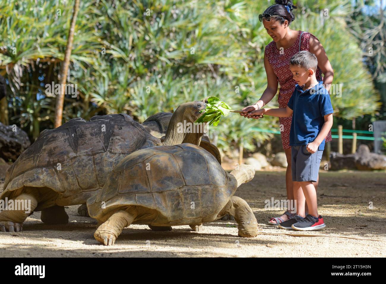 young boy giving some salad with his mother to giant turtles in ...