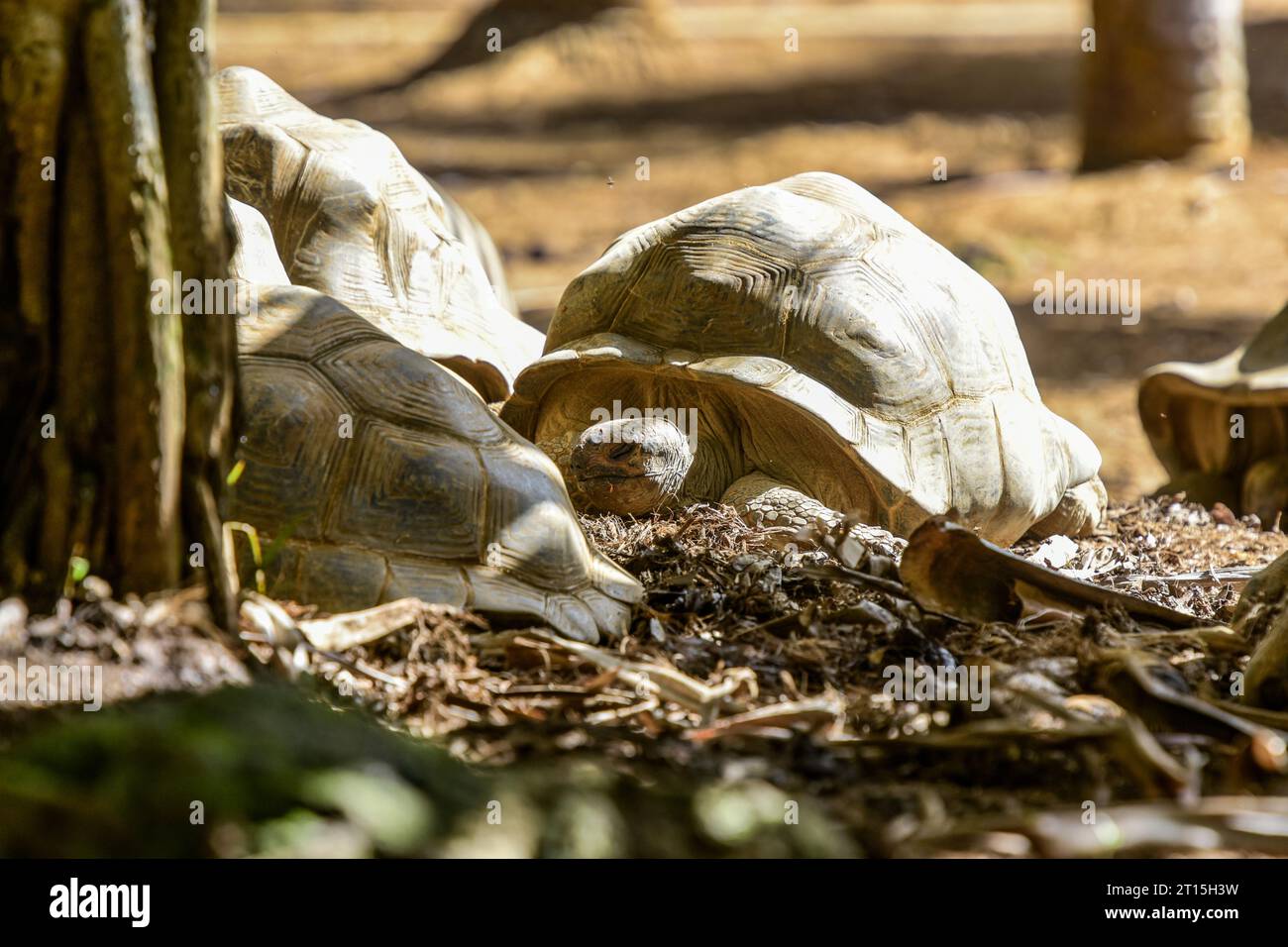 view of giant turtles in Mauritius in the indian ocean Stock Photo - Alamy