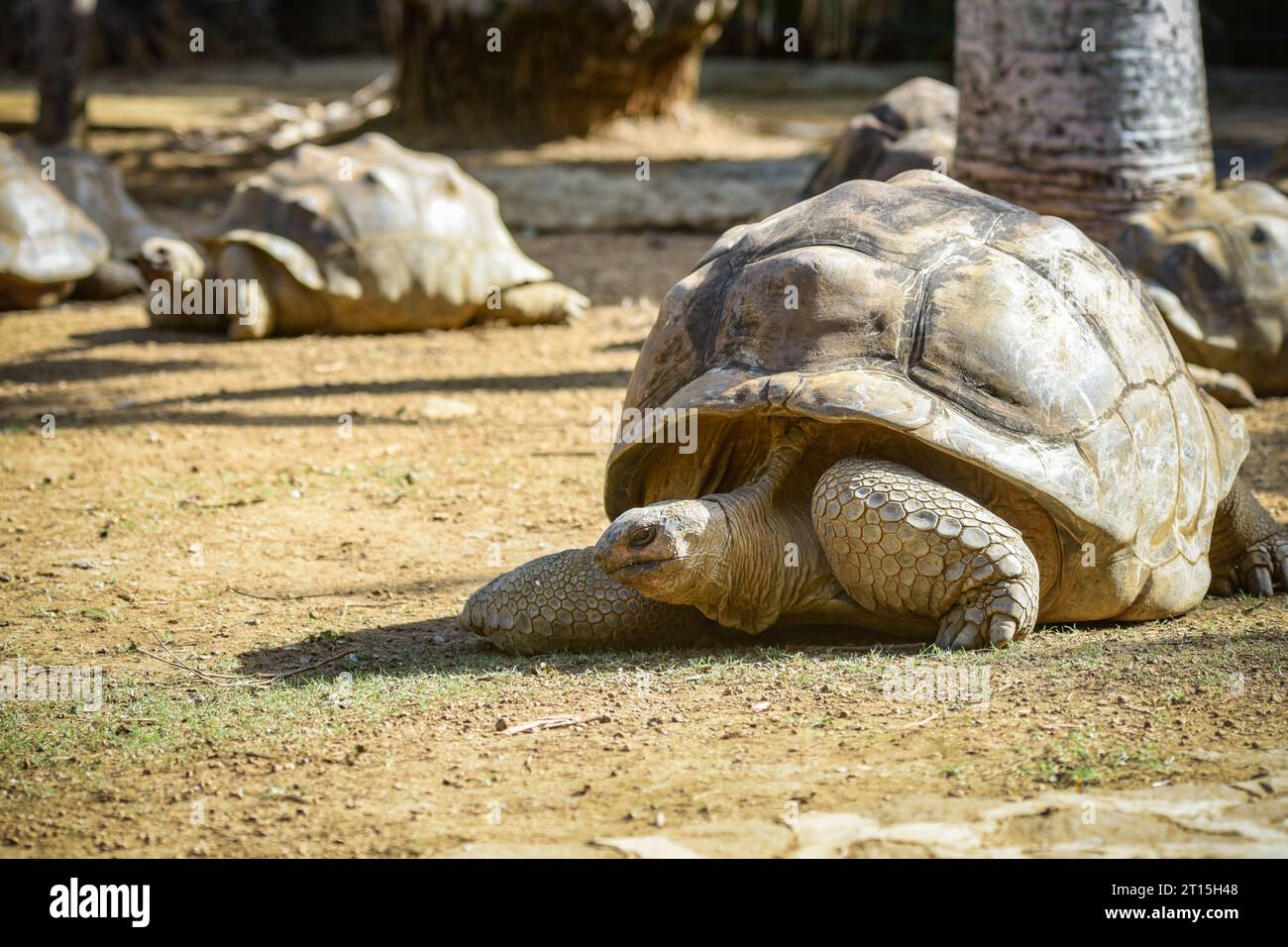 view of giant turtles in Mauritius in the indian ocean Stock Photo - Alamy