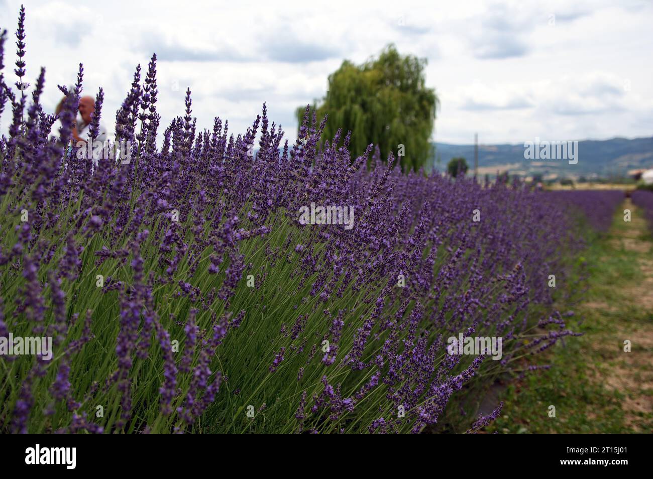 Campo profumato hi-res stock photography and images - Alamy