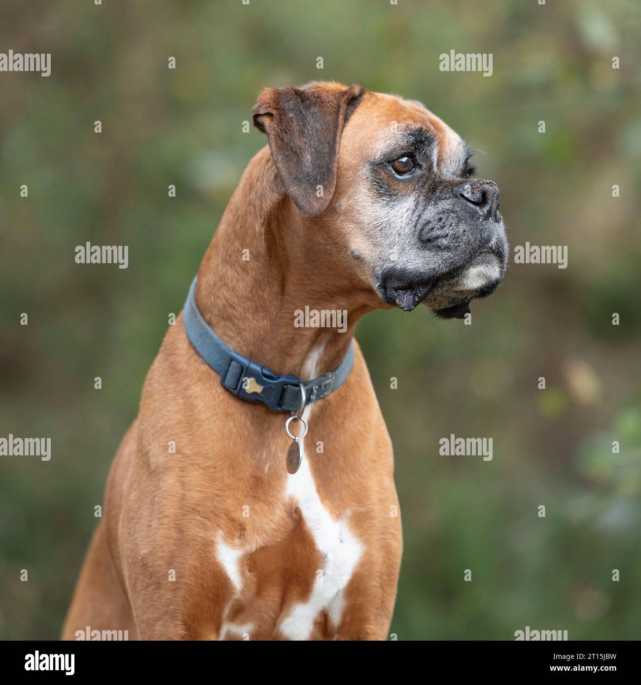 boxer dog with grey muzzle Stock Photo - Alamy