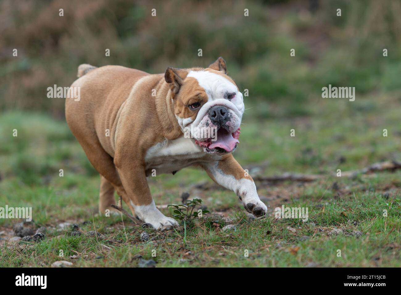 bulldog running towards camera Stock Photo - Alamy
