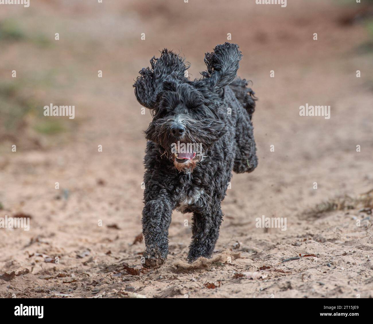 black cockapoo dog running towards camera Stock Photo - Alamy