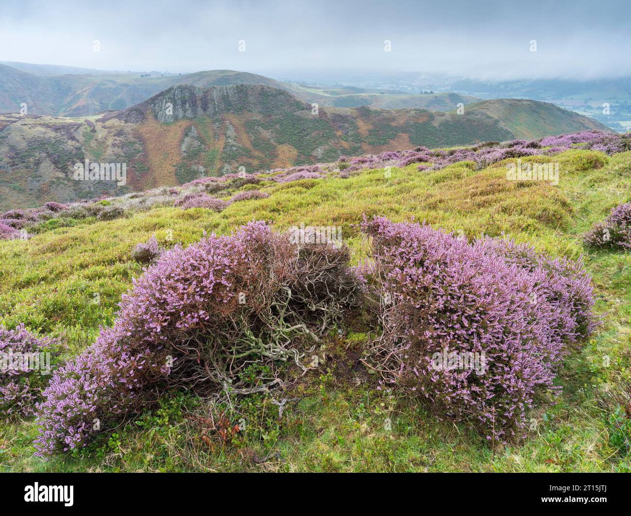 Heather in flower on the slopes of The Long Mynd, Church Stretton ...