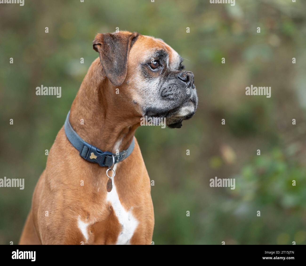 red Boxer dog Stock Photo - Alamy