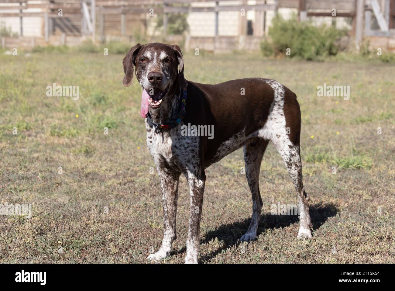 Beautiful portrait of a purebred hunting dog German Shorthaired Pointer ...