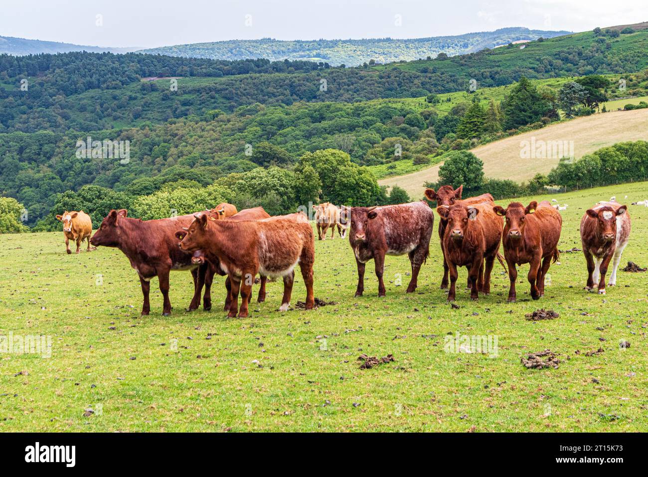 Inquisitive beef cattle on Exmoor National Park near Cloutsham ...