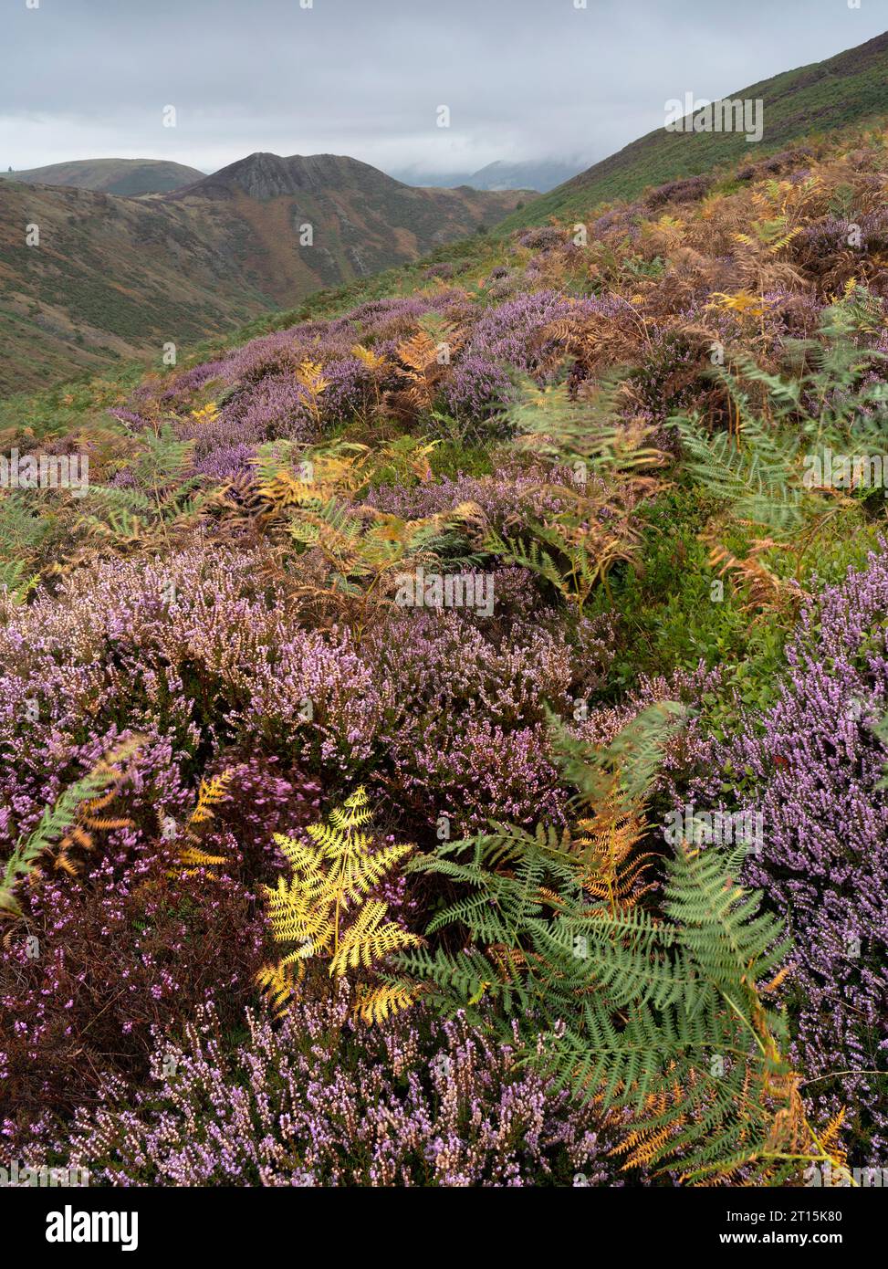 Heather in flower on the slopes of The Long Mynd, Church Stretton ...