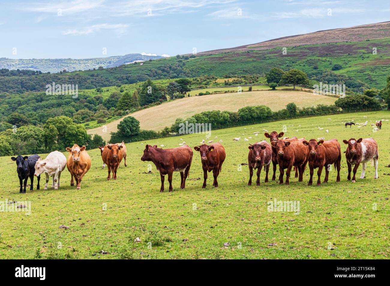 Inquisitive beef cattle on Exmoor National Park near Cloutsham ...