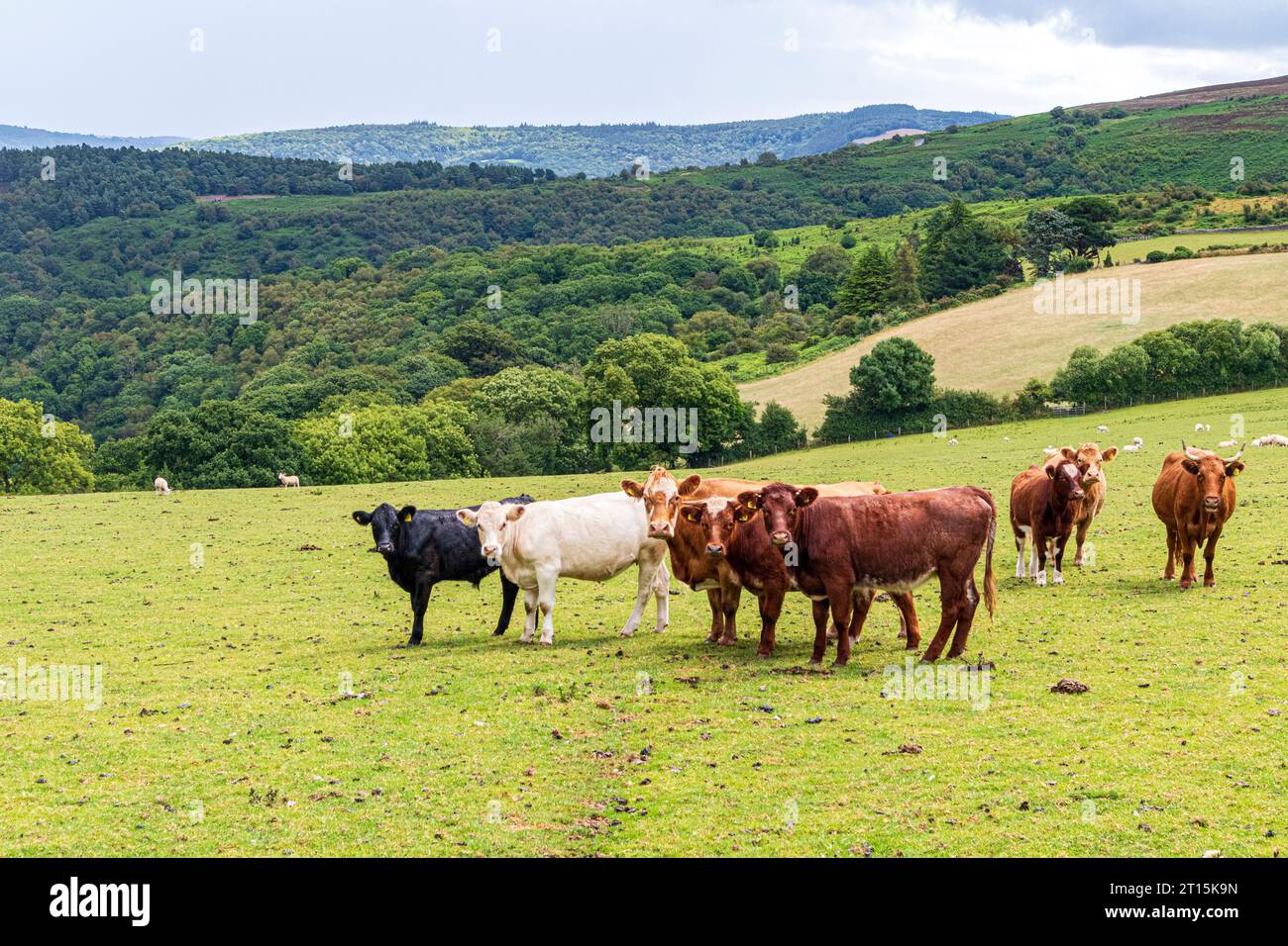 Inquisitive beef cattle on Exmoor National Park near Cloutsham ...