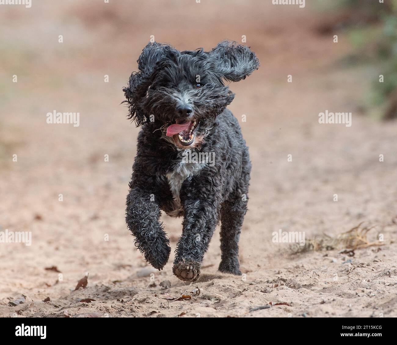 black cockapoo dog running towards camera Stock Photo - Alamy