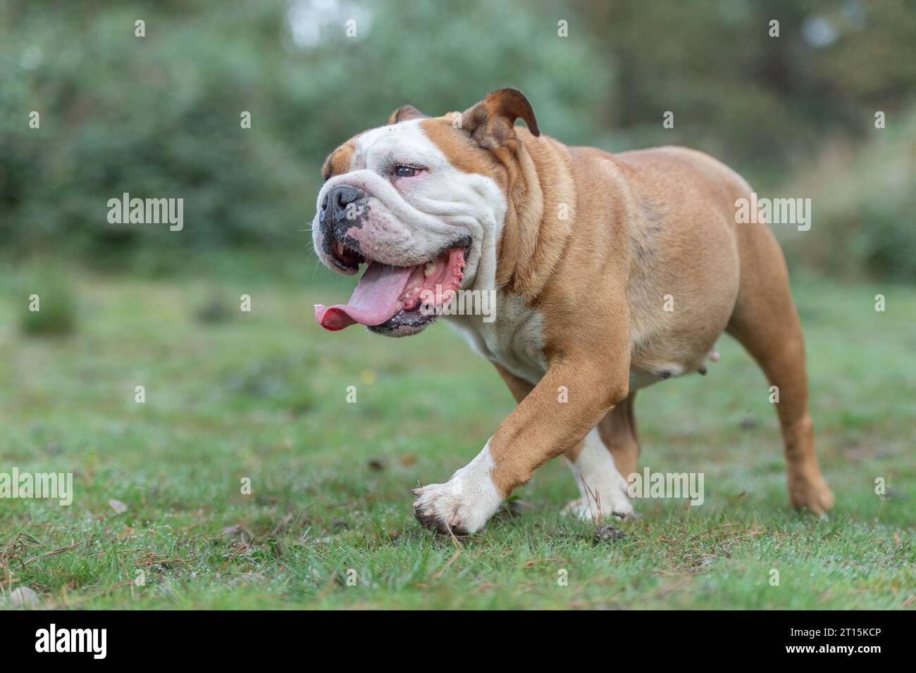 Bulldog running towards camera Stock Photo - Alamy