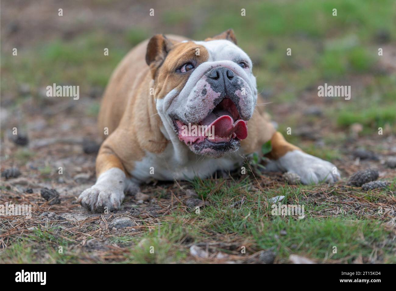 Bulldog hi-res stock photography and images - Alamy