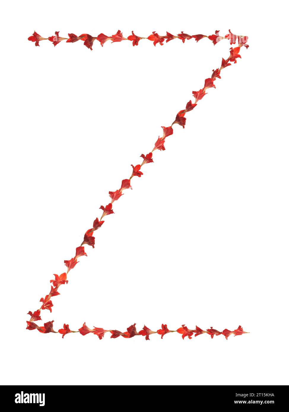 Fancy letter Z, hand crafted using red gladiolus petals, on white ...