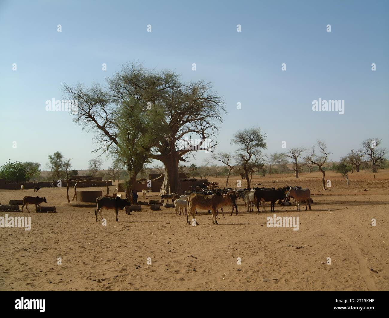 Peul and cattle hi-res stock photography and images - Alamy