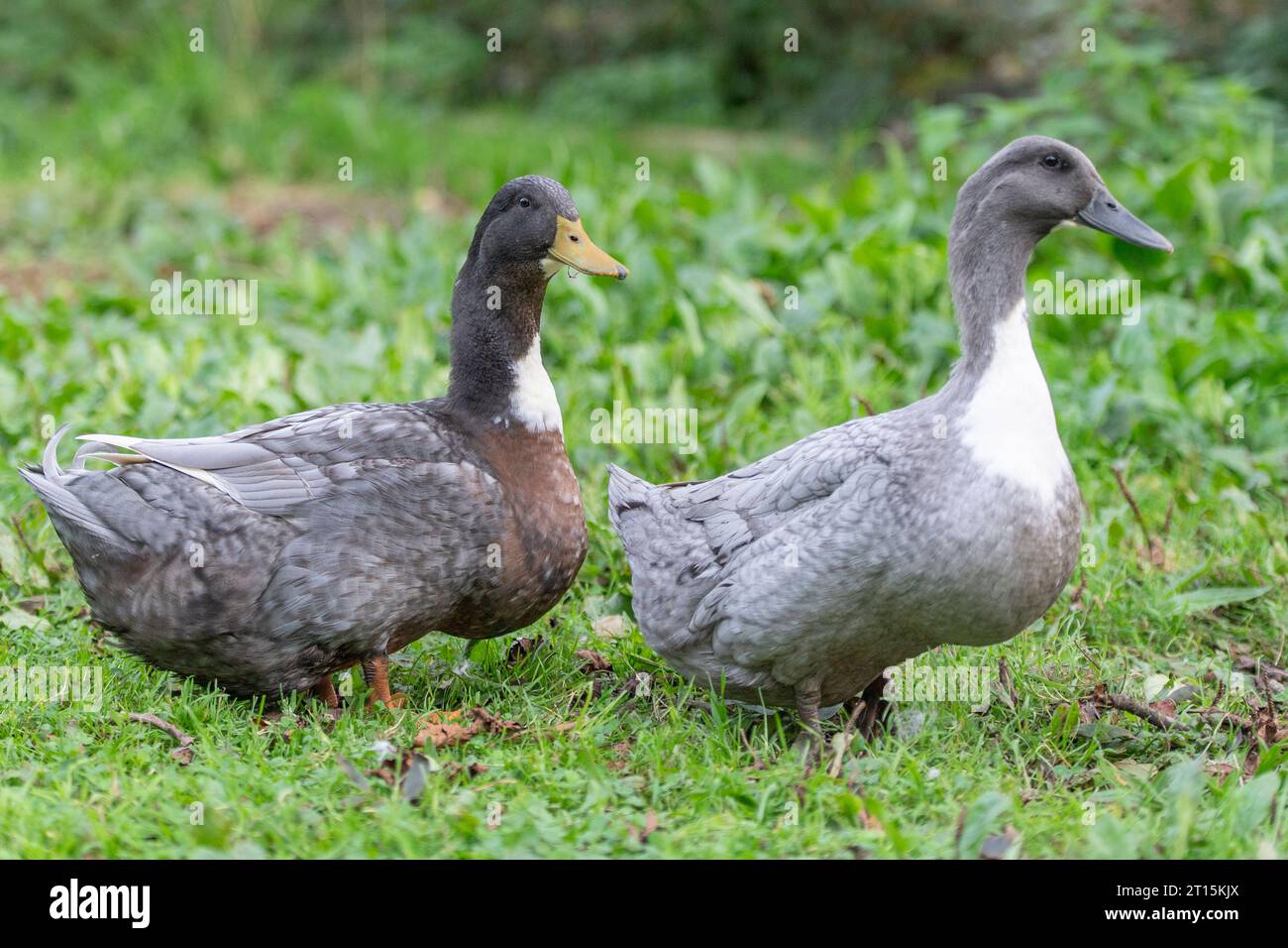 Blue Swedish duck and drake Stock Photo - Alamy