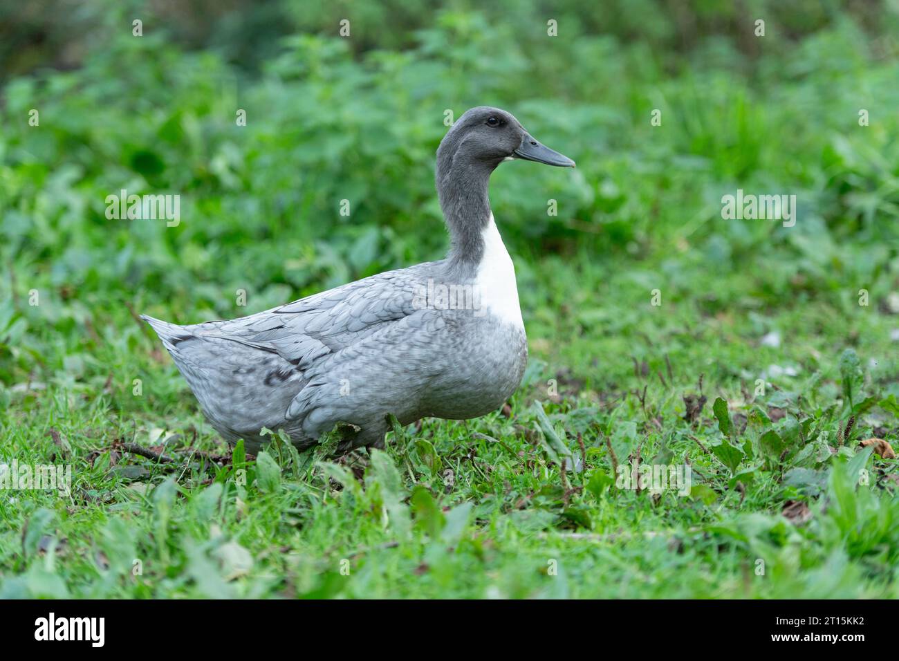 Duck standing looking camera hi-res stock photography and images - Alamy