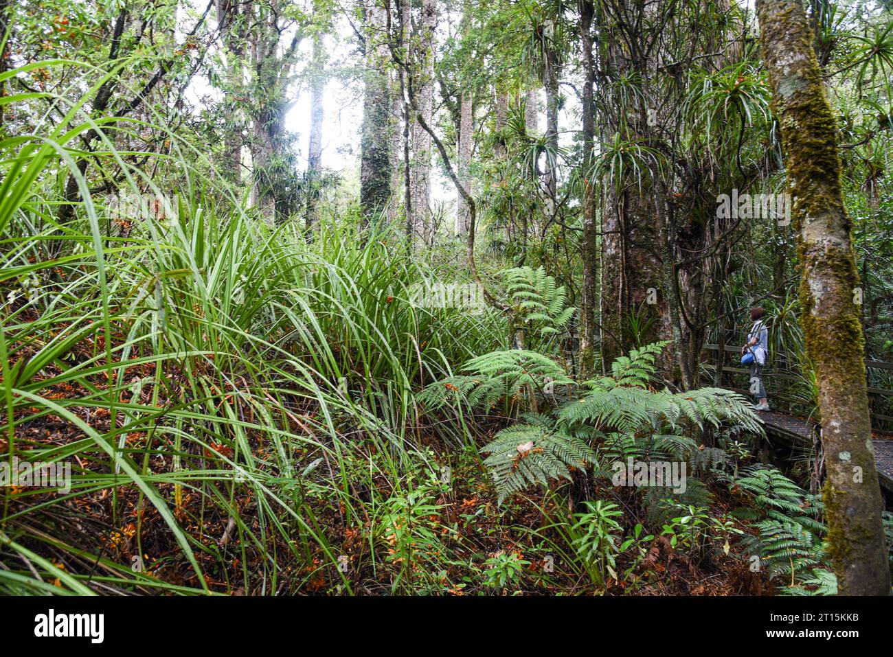 Temperate rain forest with Fern trees, New Zealand rainforest, Native ...
