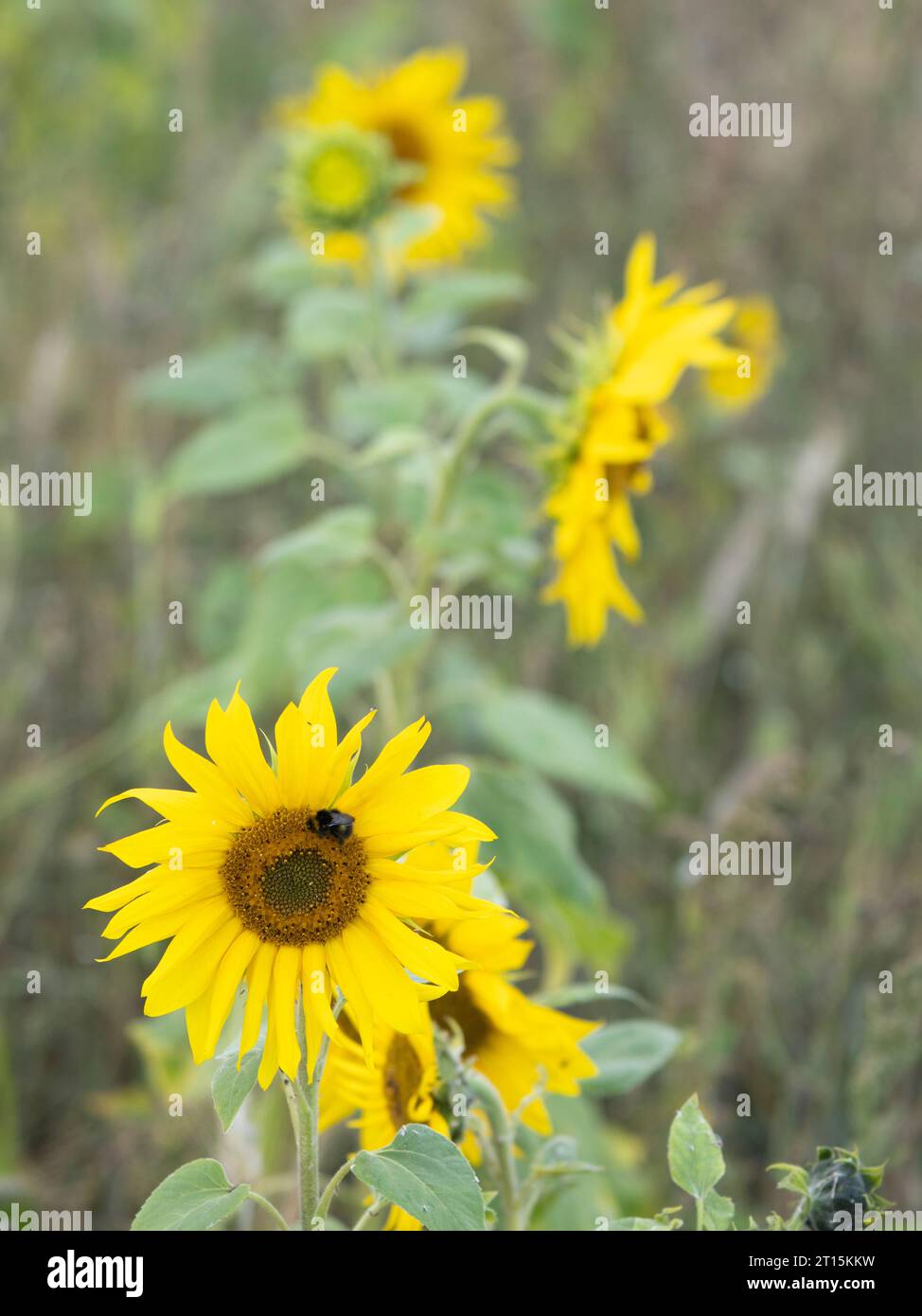 Sunflowers growing in an area of land set aside for wildflowers and ...