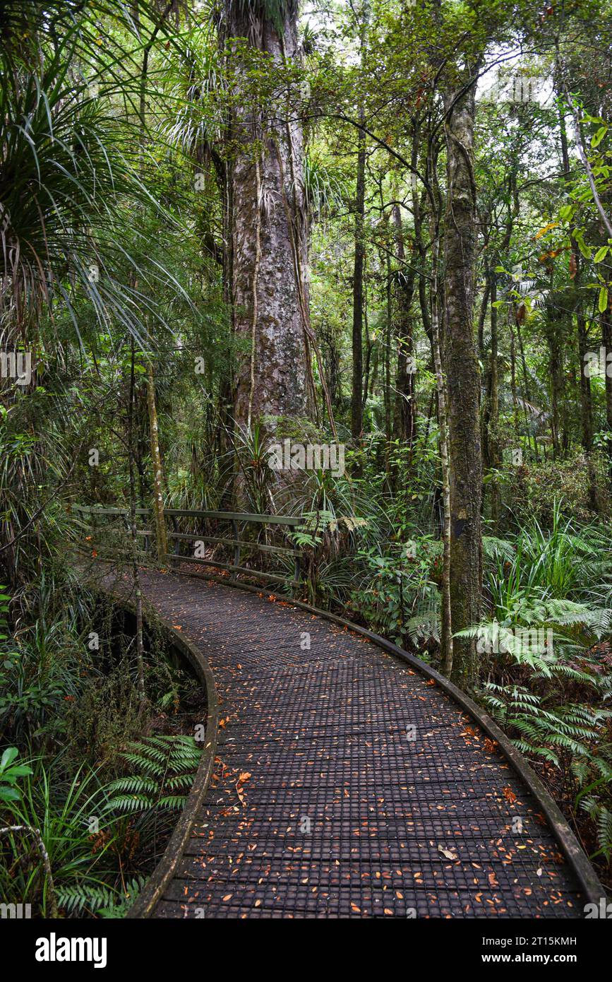 Temperate rain forest with Fern trees, New Zealand rainforest, Native ...