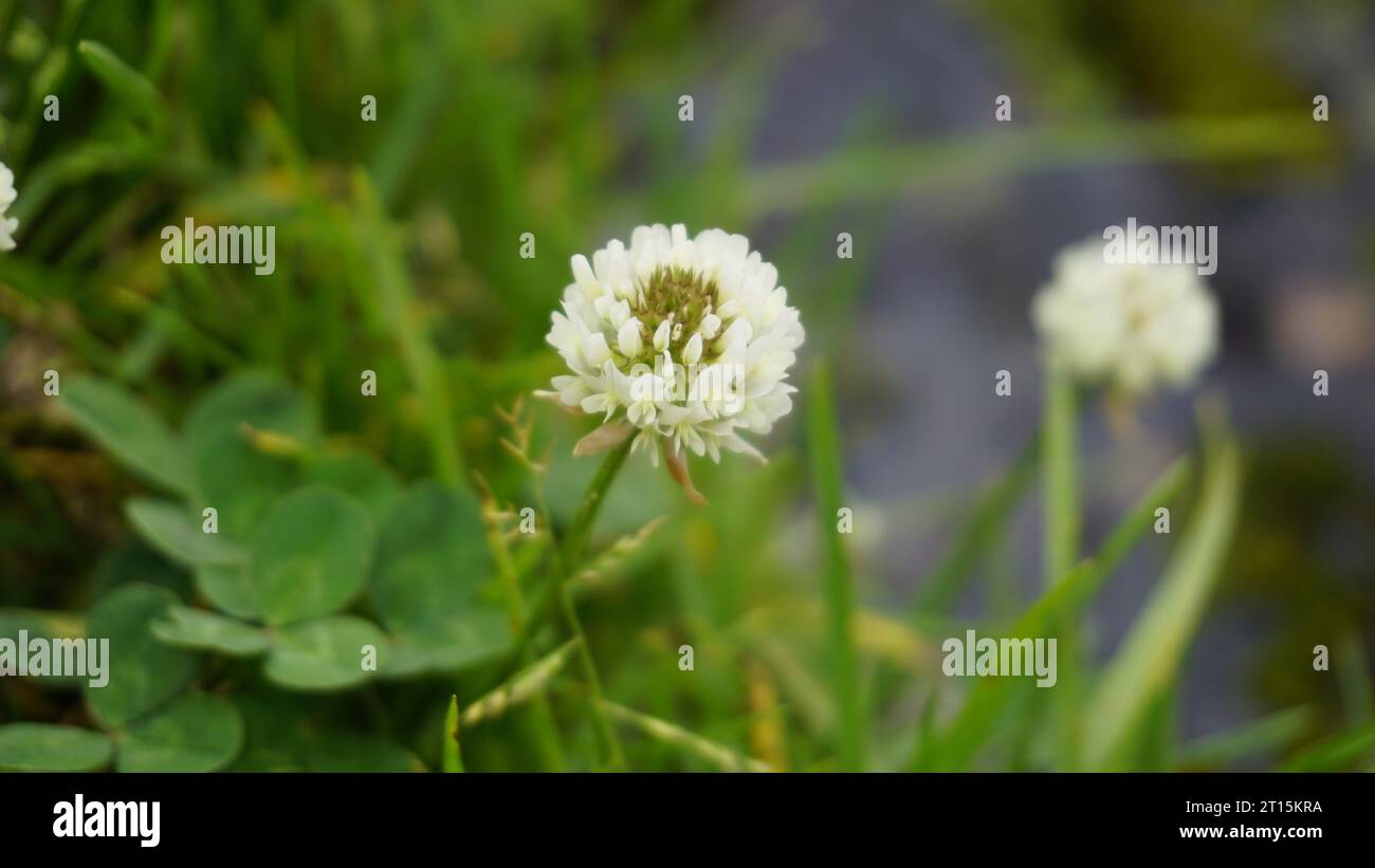 Flowers of Trifolium repens also known as White Dutch clover, Ladino ...