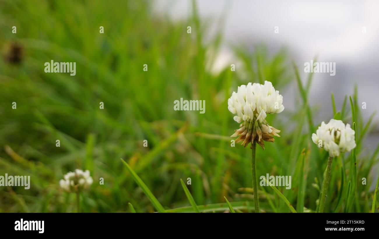 Flowers of Trifolium repens also known as White Dutch clover, Ladino ...