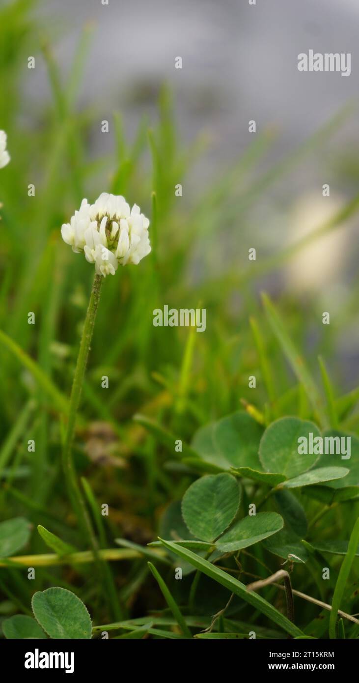 Flowers of Trifolium repens also known as White Dutch clover, Ladino ...