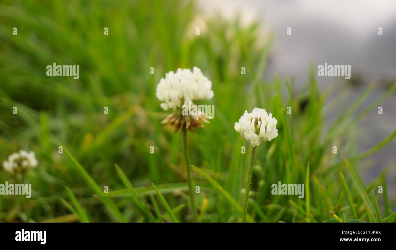 Flowers of Trifolium repens also known as White Dutch clover, Ladino ...