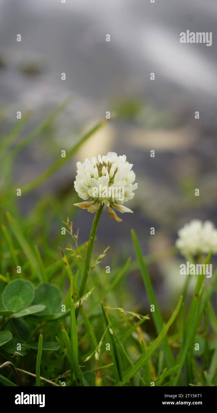 Flowers of Trifolium repens also known as White Dutch clover, Ladino ...