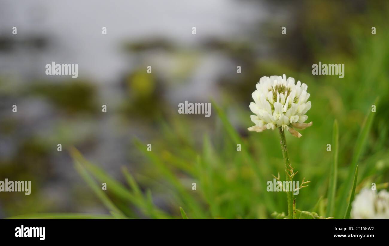 Flowers of Trifolium repens also known as White Dutch clover, Ladino ...