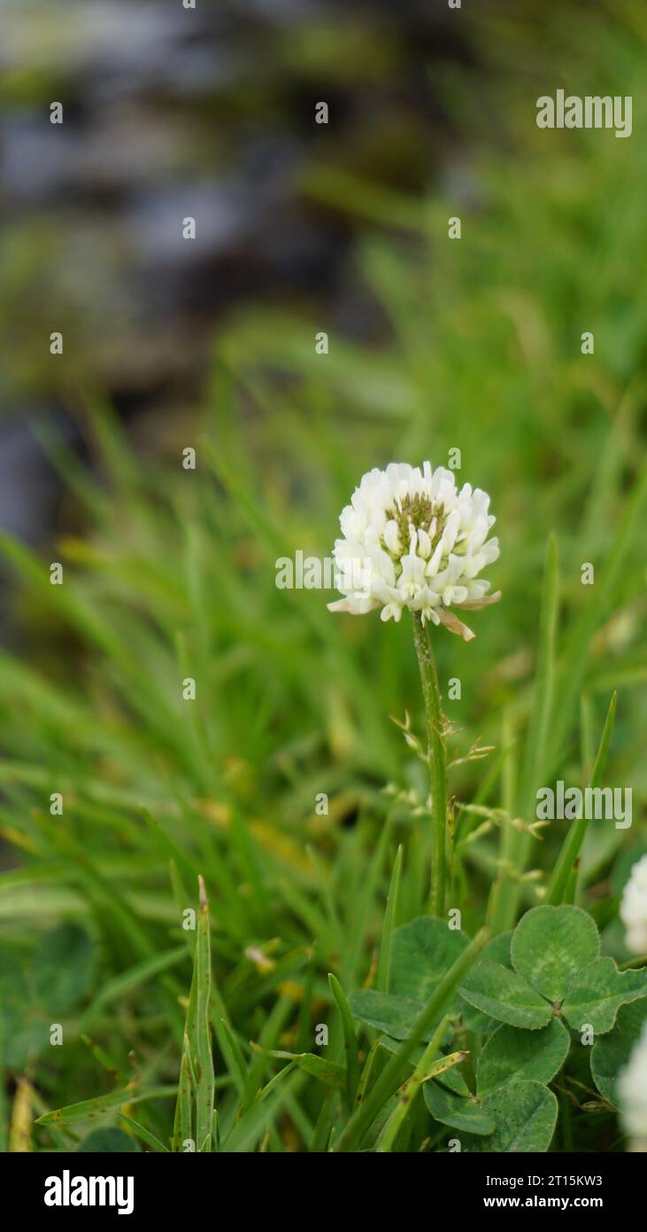 Flowers of Trifolium repens also known as White Dutch clover, Ladino ...