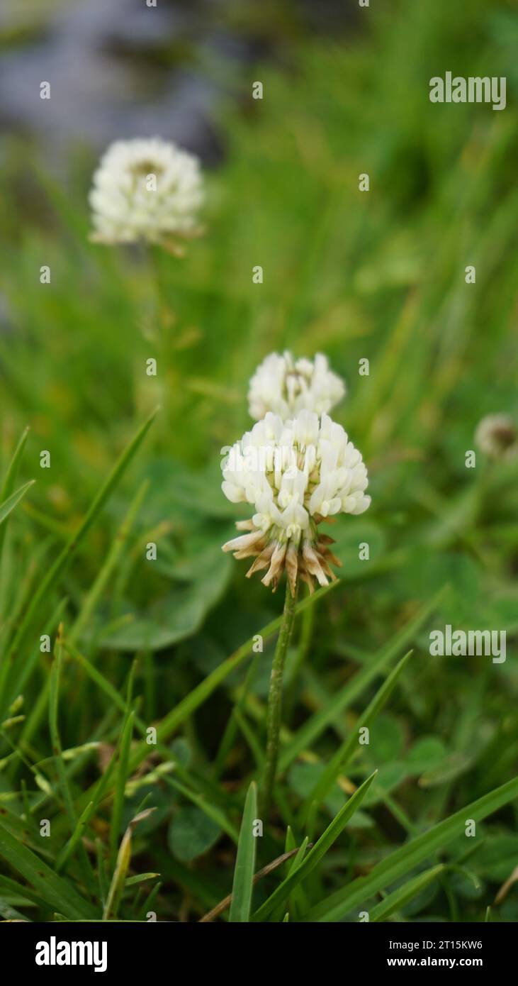 Flowers of Trifolium repens also known as White Dutch clover, Ladino ...