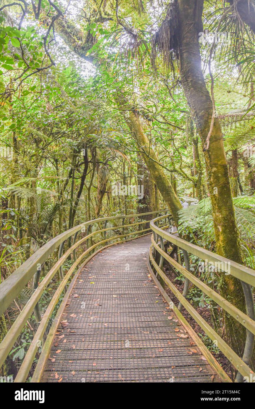 Temperate rain forest with Fern trees, New Zealand rainforest, Native ...