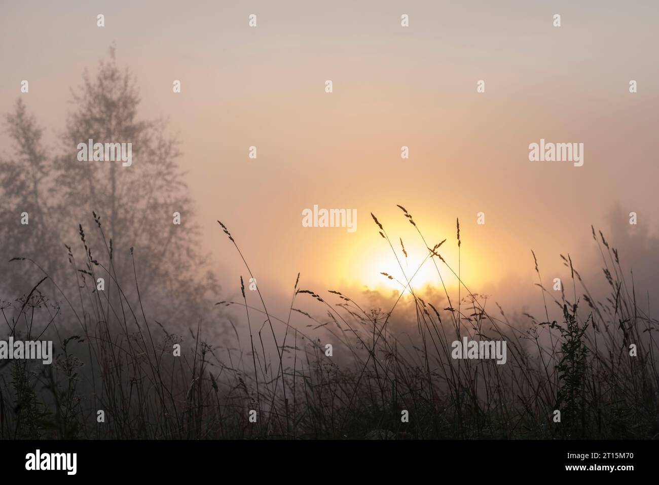 Wild grass in evening hi-res stock photography and images - Alamy
