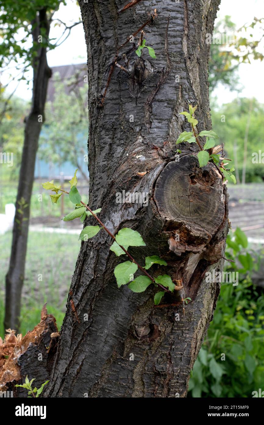 Cut of very old tree. Stump texture. A pattern of concentric circles ...
