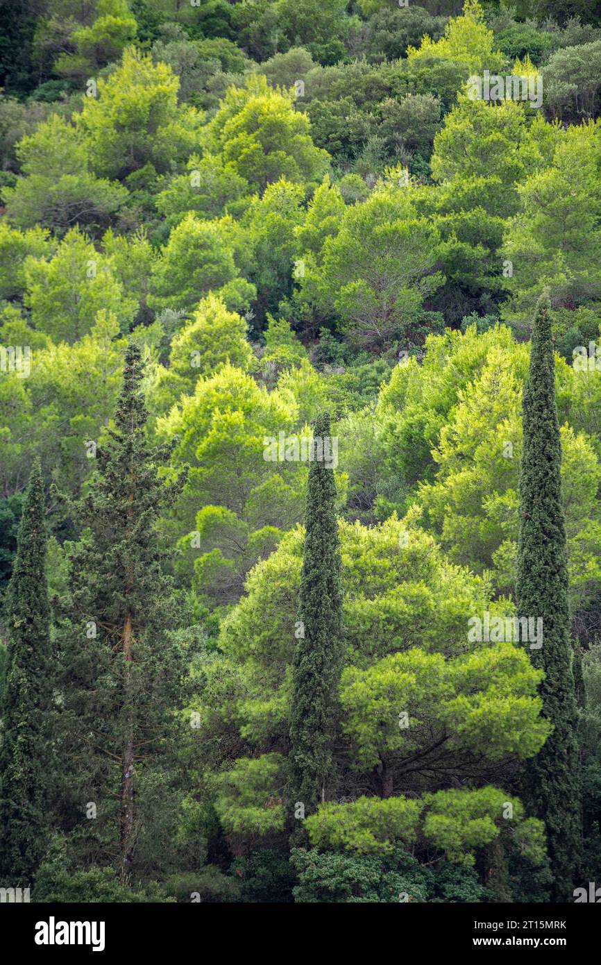 verdant glade and woodland with cypress trees on the greek island of ...
