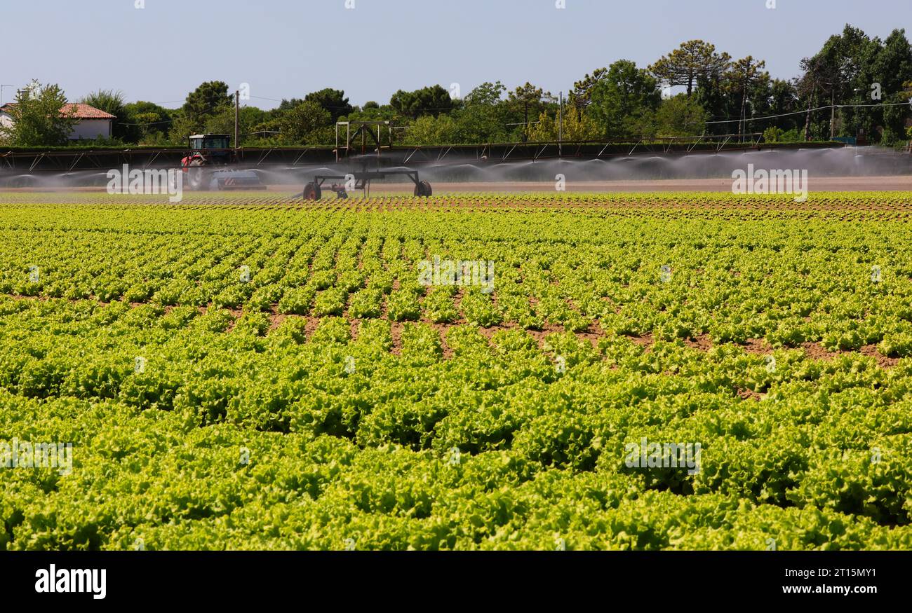 field cultivated with green lettuce with organic techniques without ...