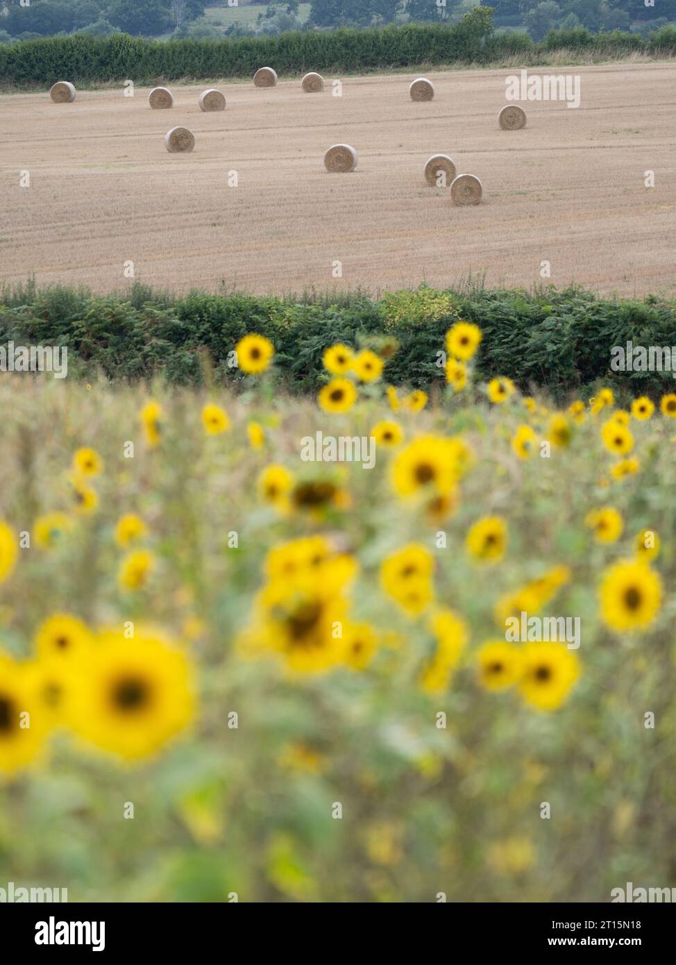 Sunflowers growing in an area of land set aside for wildflowers and ...