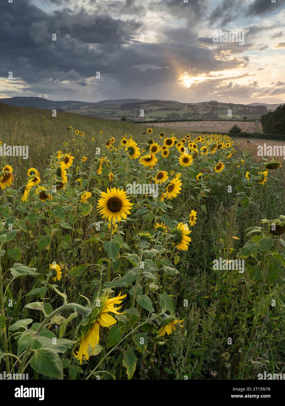 Sunflowers growing in an area of land set aside for wildflowers and ...