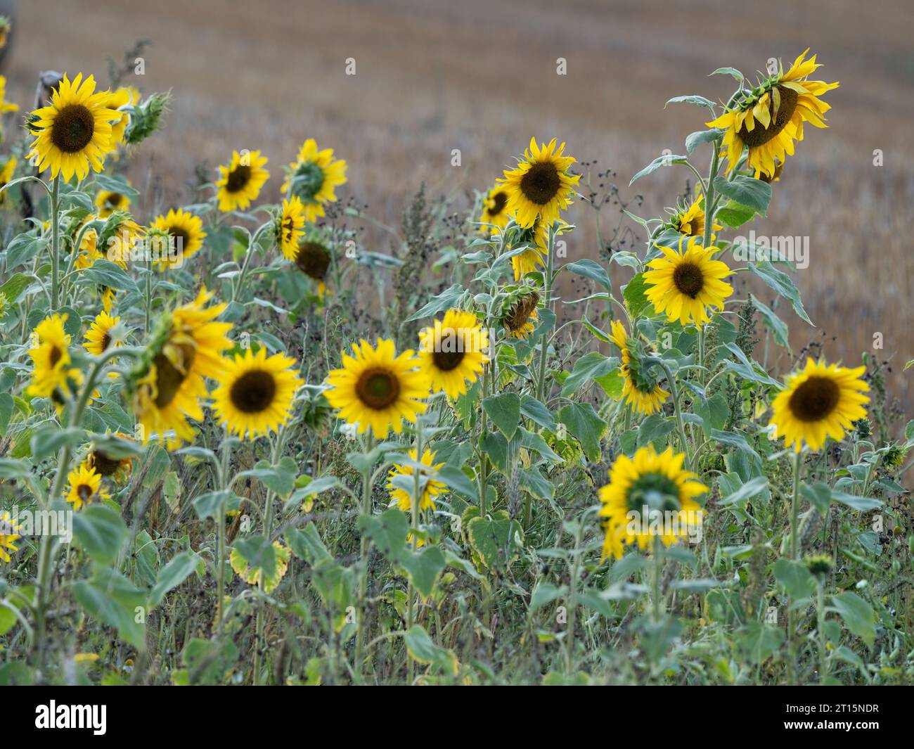 Sunflowers growing in an area of land set aside for wildflowers and ...