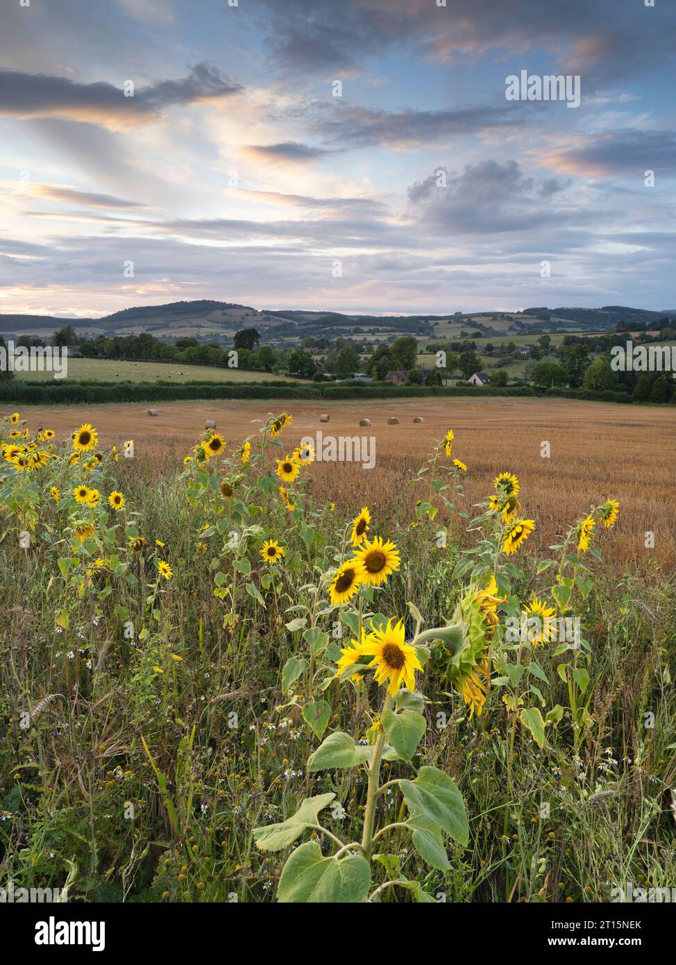Sunflowers growing in an area of land set aside for wildflowers and ...