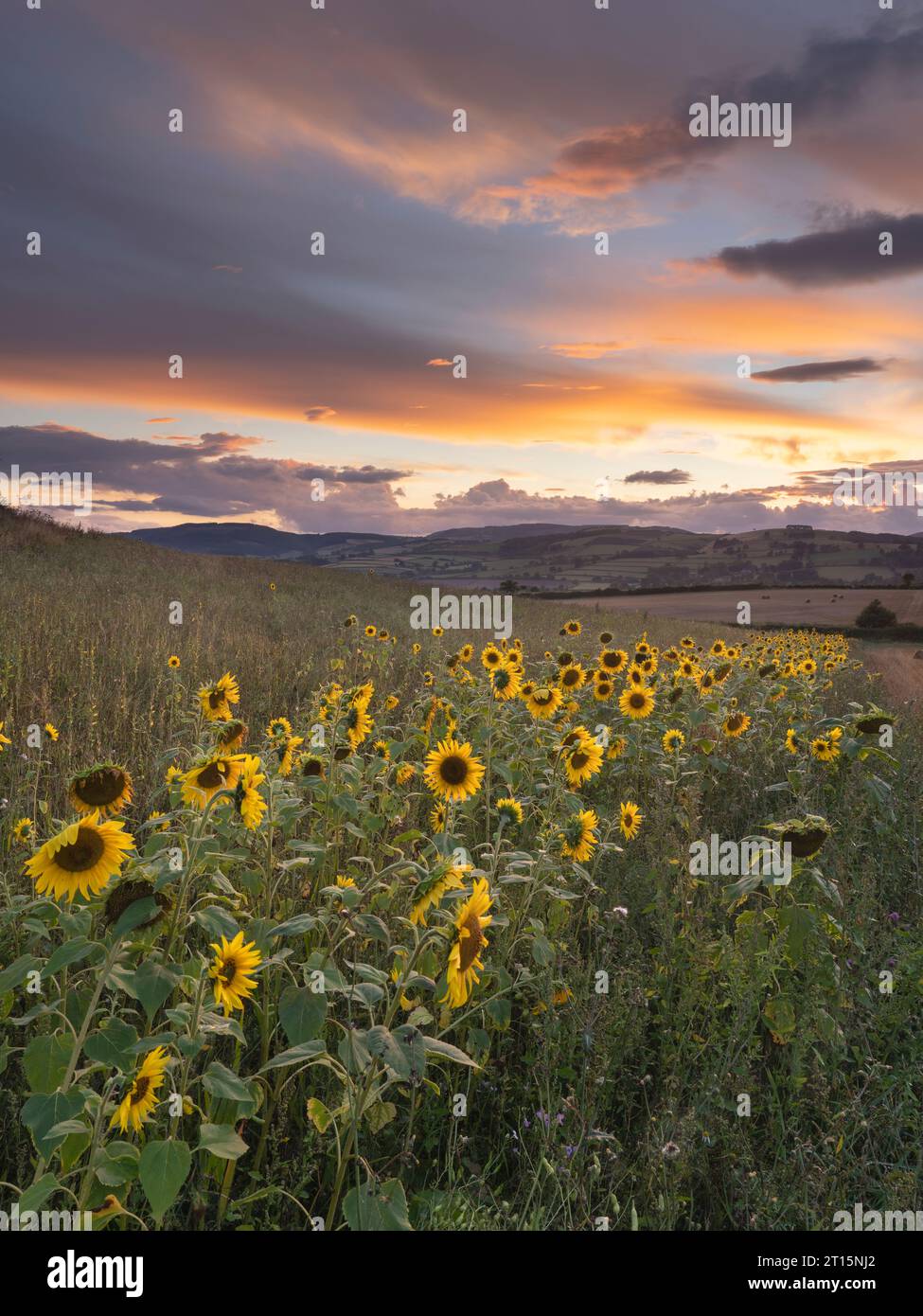 Sunflowers growing in an area of land set aside for wildflowers and ...