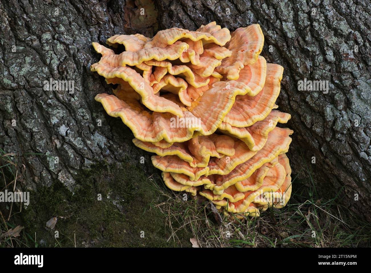 Chicken of the woods (Laetiporus sulphureus) fungi growing on a mature ...