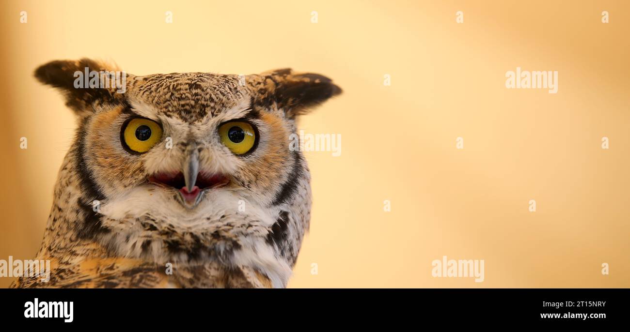 Eurasian eagle-owl also called Bubo Bubo species of owl resides in ...