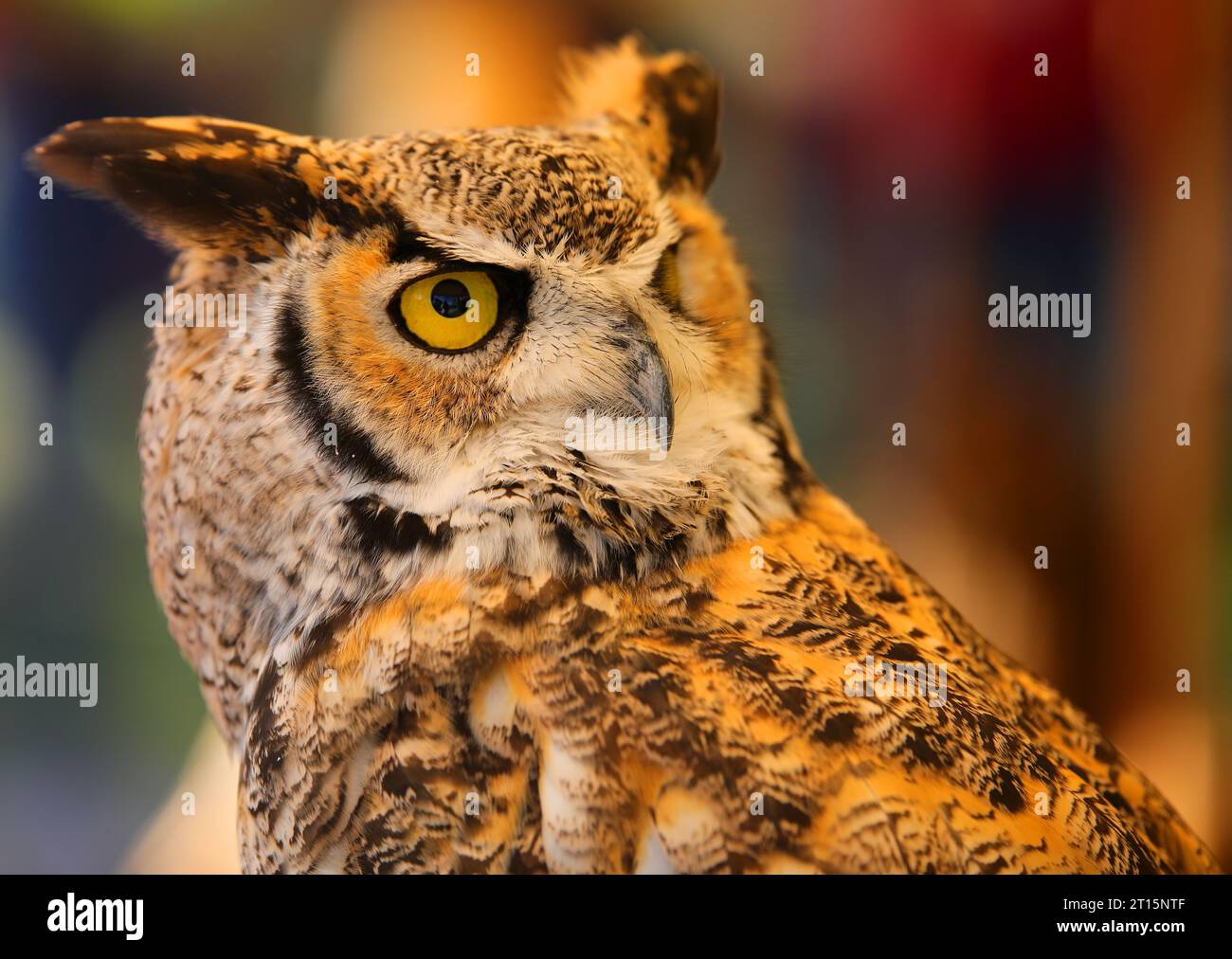 Eurasian eagle-owl also called Bubo Bubo species of owl resides in ...