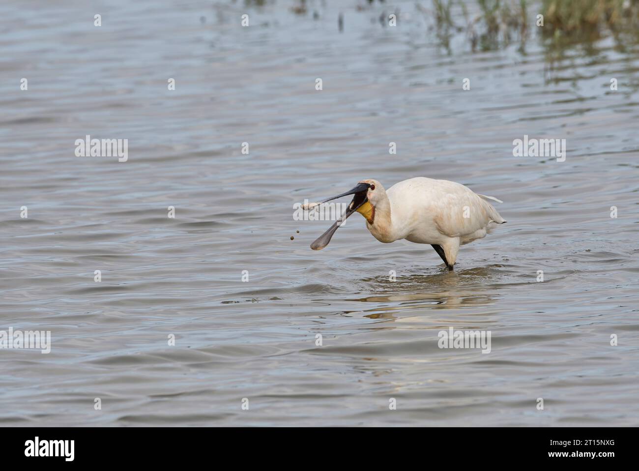 Eurasian spoonbill (Platalea leucorodia) feeding in shallow water. The ...