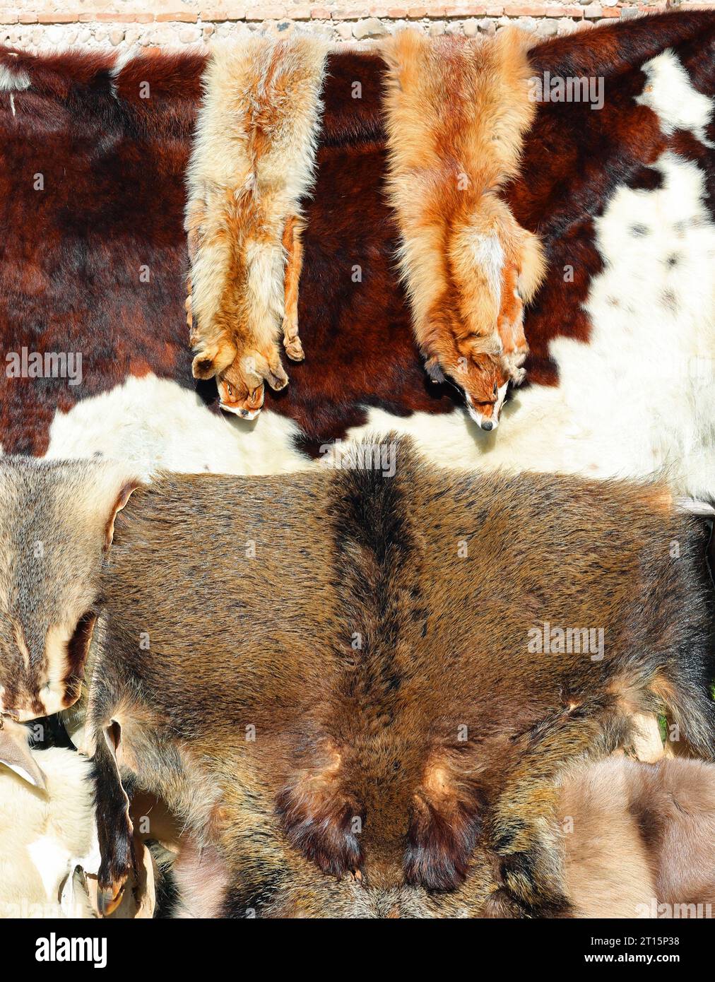 animal fur with skinned fox stoles for sale in exclusive luxury fur ...