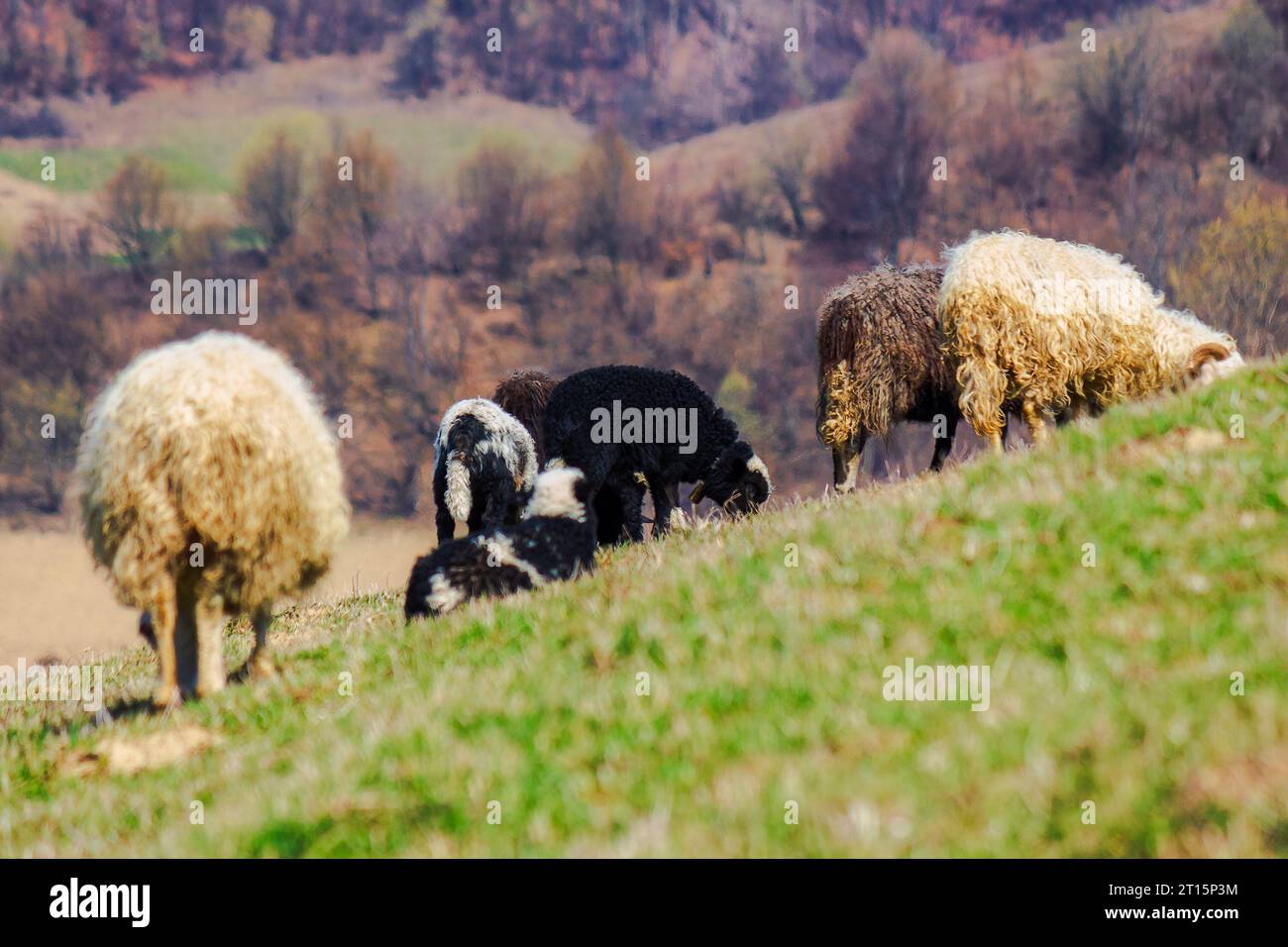 flock of sheep on the hill in early spring. rural area of ukrainian ...