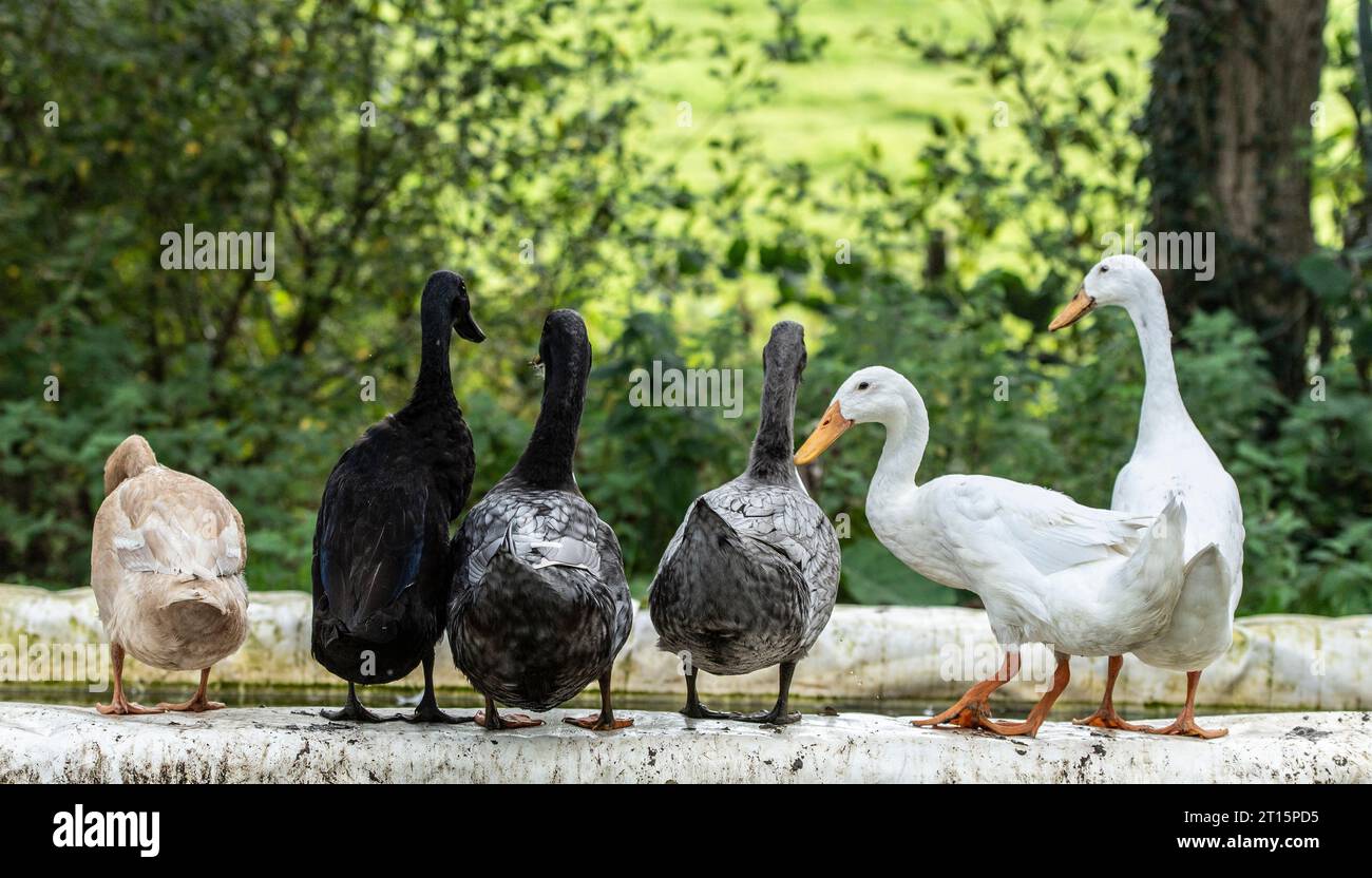 Free range ducks hi-res stock photography and images - Alamy